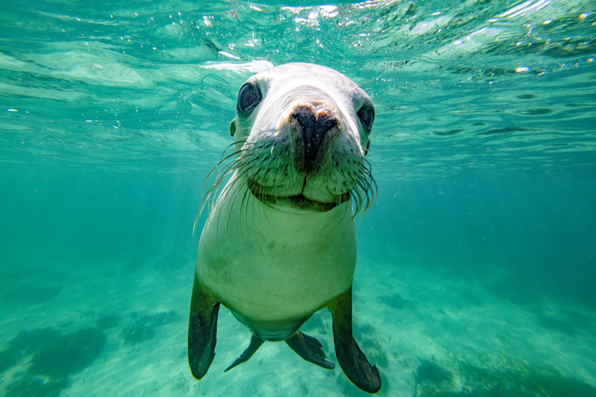 Swim with sea lions - RAC Cervantes Holiday Park