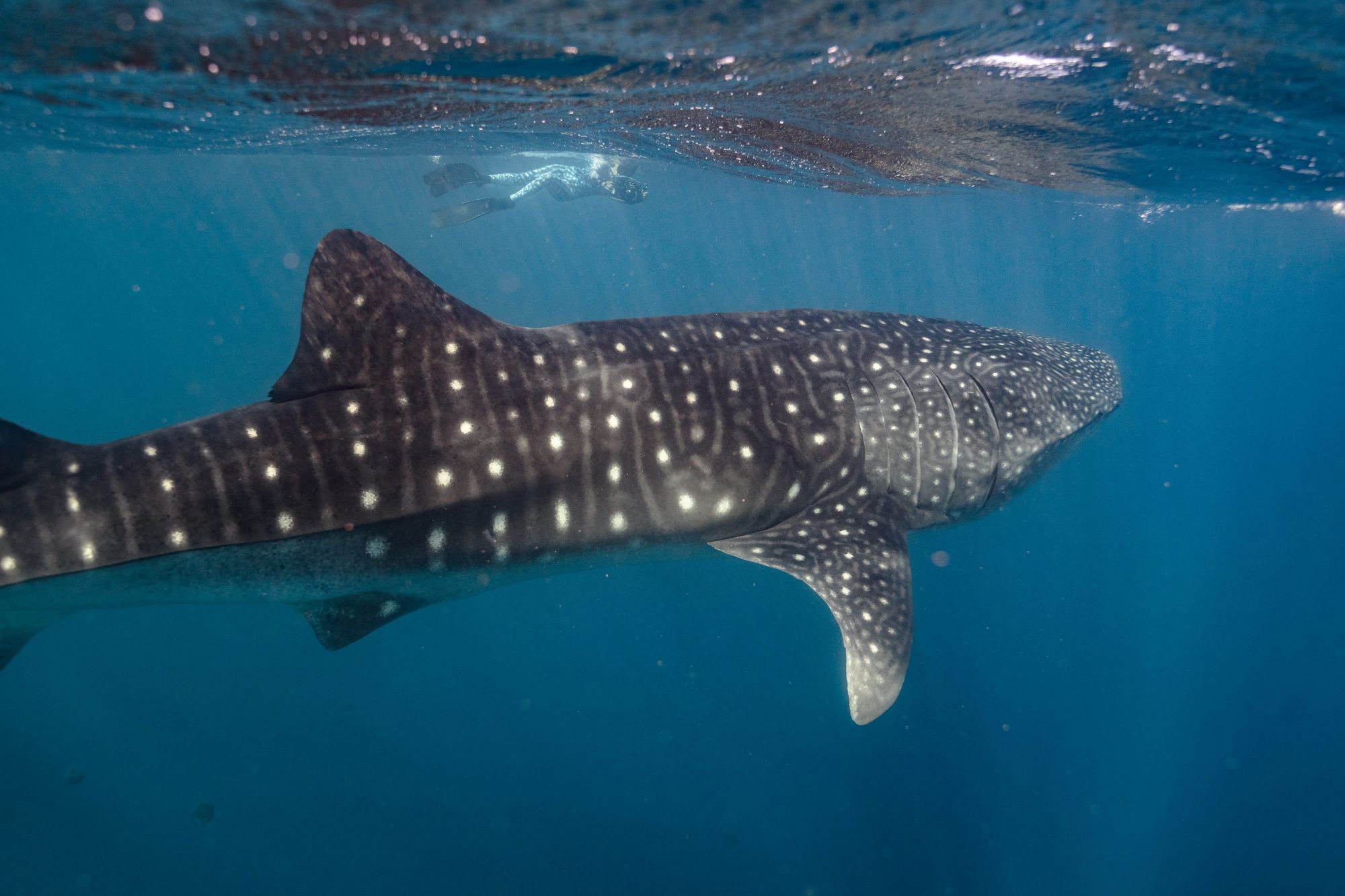 Bucket list swims - RAC Exmouth Cape Holiday Park