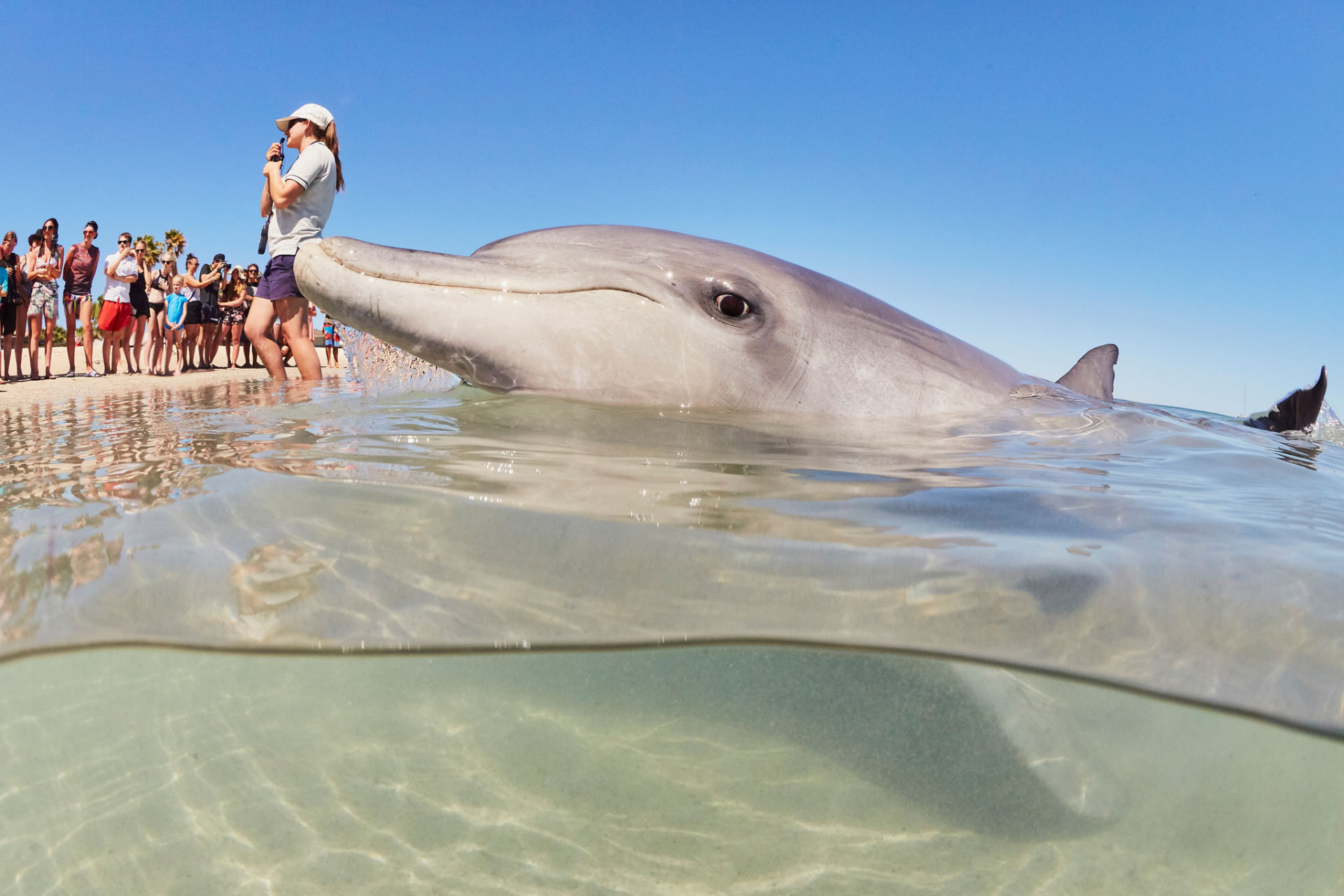 About Monkey Mia | RAC Monkey Mia Dolphin Resort